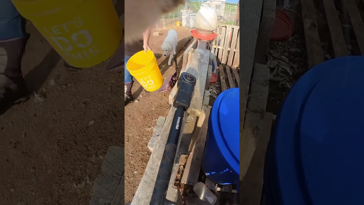 "POV: You’re Molly Murder Mittens, the Farm Cat"