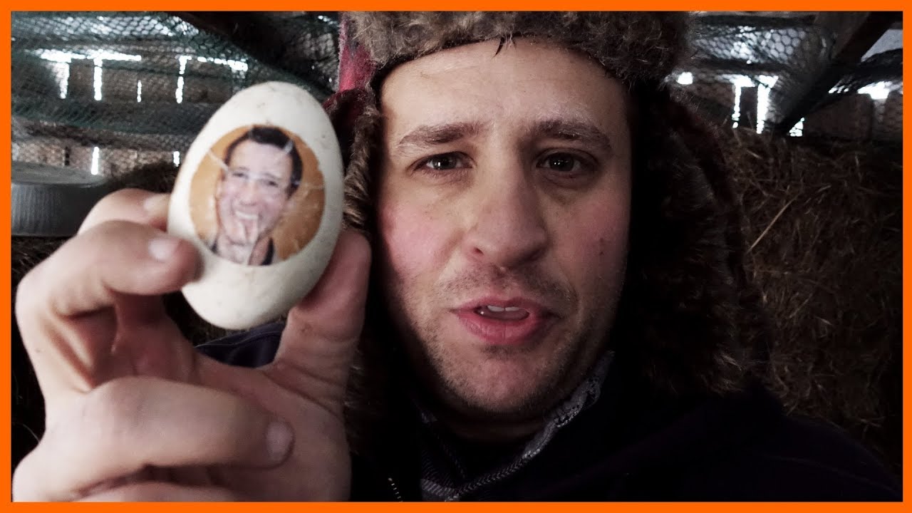 Weird trick to make ducks lay eggs in winter