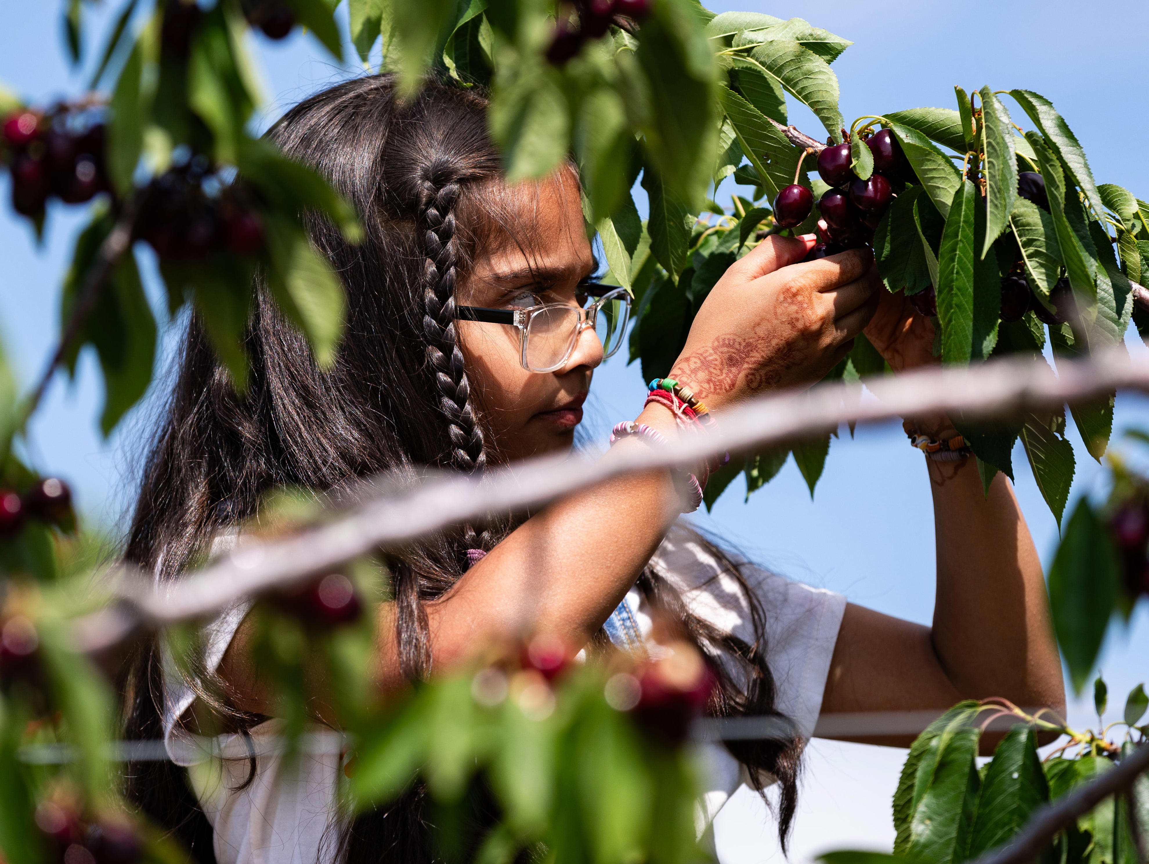 It's about time for pick-your-own cherries in Door County. Here's how ...