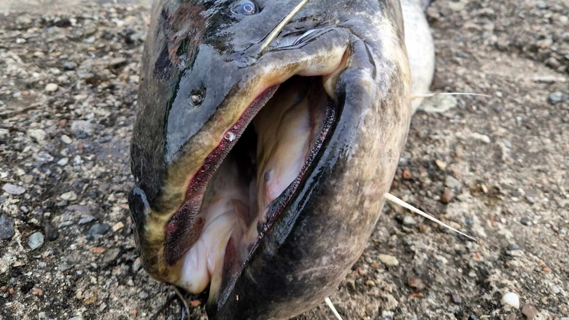 10 cose da sapere sul pesce siluro, incubo dei nostri fiumi. Info in foto