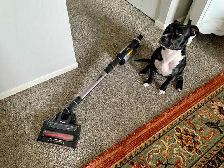 The 7 best vacuums for pet hair in 2024, tested and reviewed
