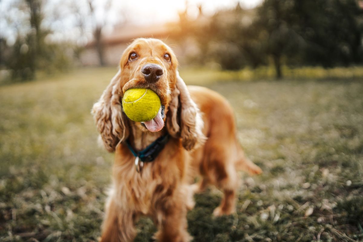 The Top 20 Dog Breeds for Families With Kids