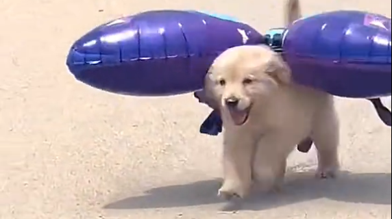 La curiosa farfalla-Golden Retriever prende la rincorsa per spiccare il ... La curiosa farfalla-Golden Retriever prende la rincorsa per spiccare il ...
