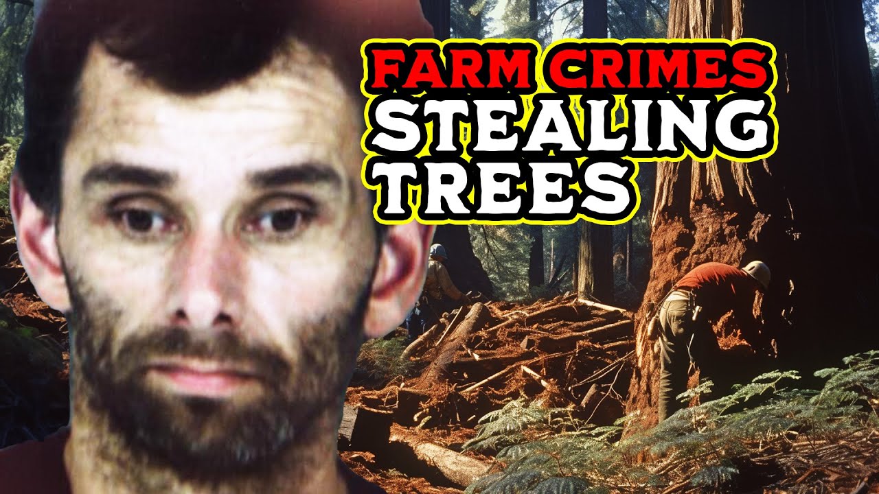 People stealing the world’s largest trees: farm crime