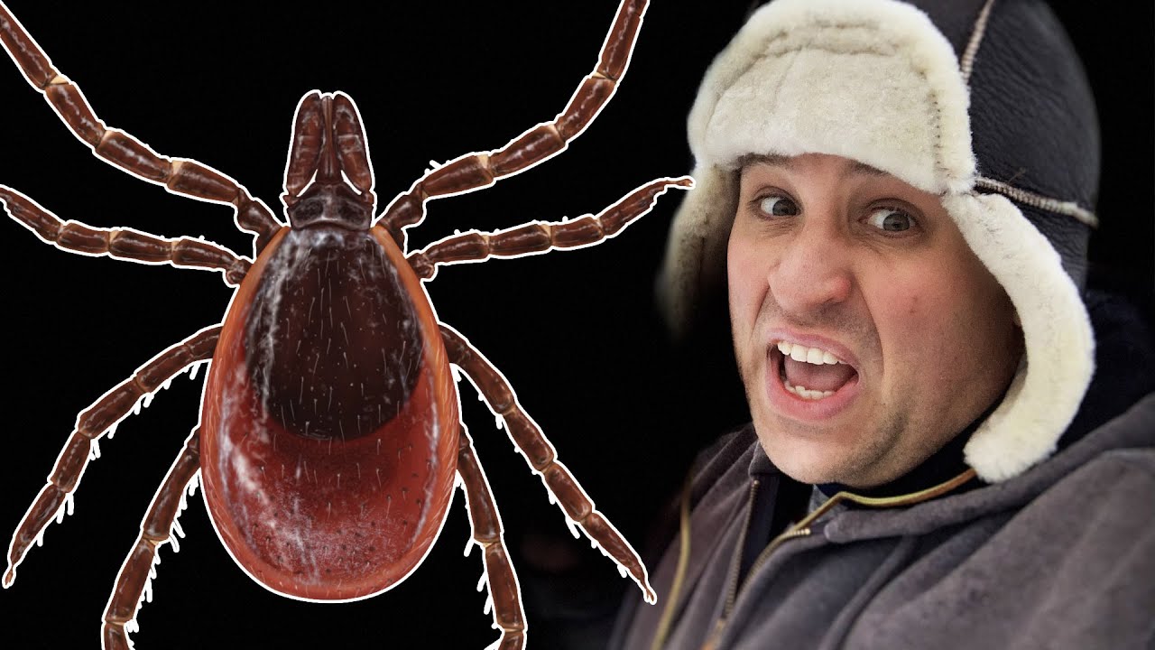 Preparing for a tick epidemic expected in 2020