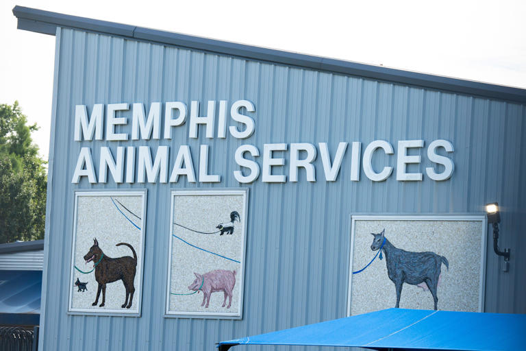 Amid Memphis Animal Services turmoil, city council appoints members to ...