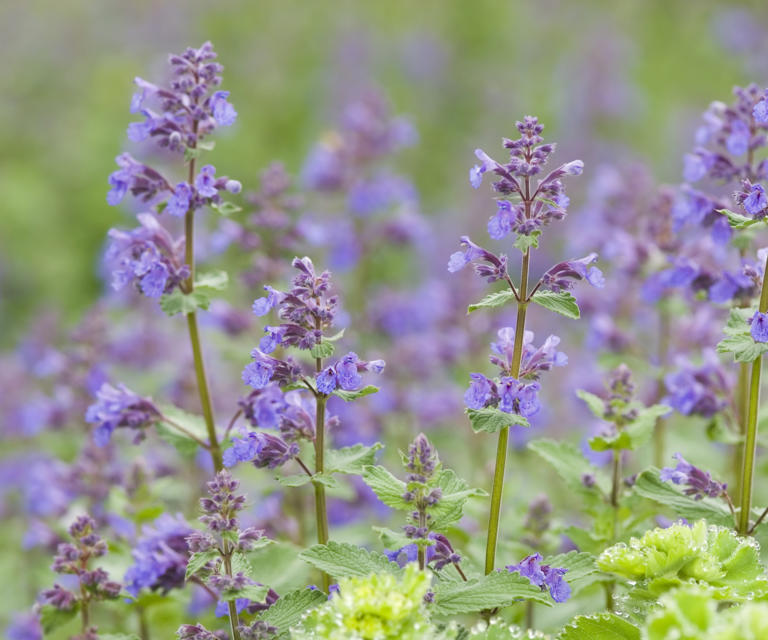 How to grow catmint in pots – experts reveal the secrets to success ...