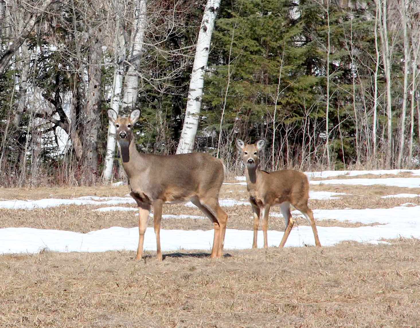 The 2025 Wisconsin deer hunting season has started. Here are all the dates