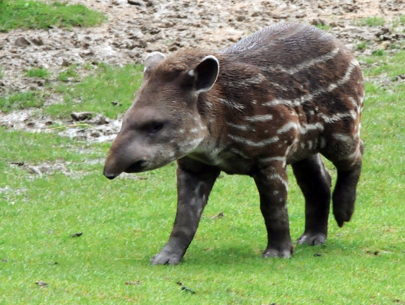 Adorable baby tapir will melt your heart