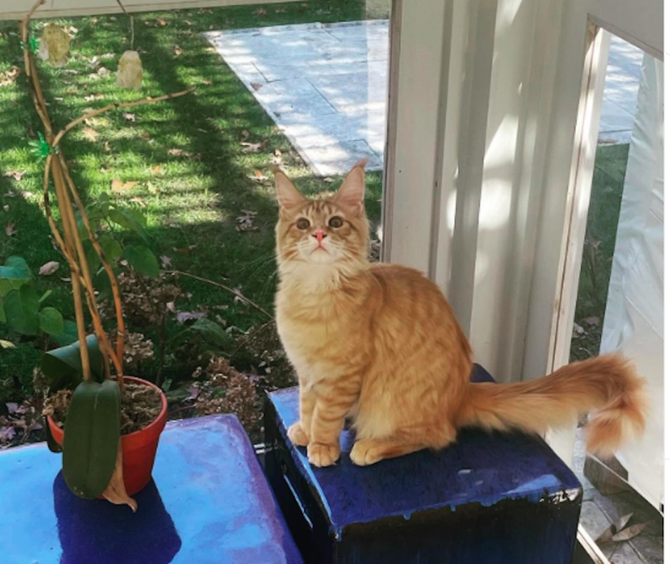 Bobby Flay Honors Beloved Cat Nacho with Sweetest Tribute