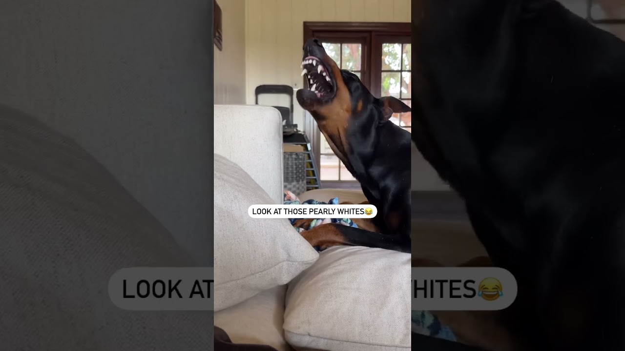 Foster to Forever Home: Watch This Amazing Transformation