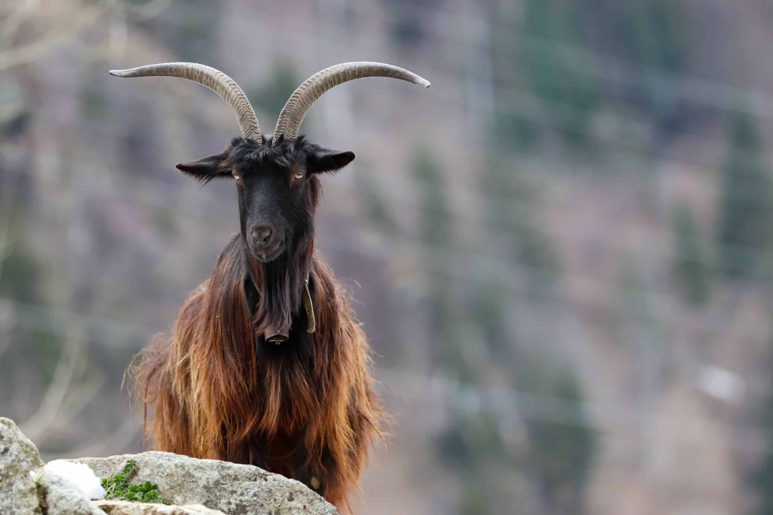 The 12 Animals That Represent Evil in the Bible