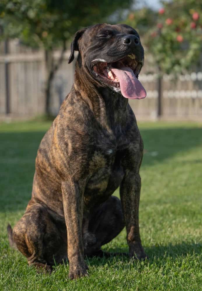 Discover why the Presa Canario is your perfect canine companion