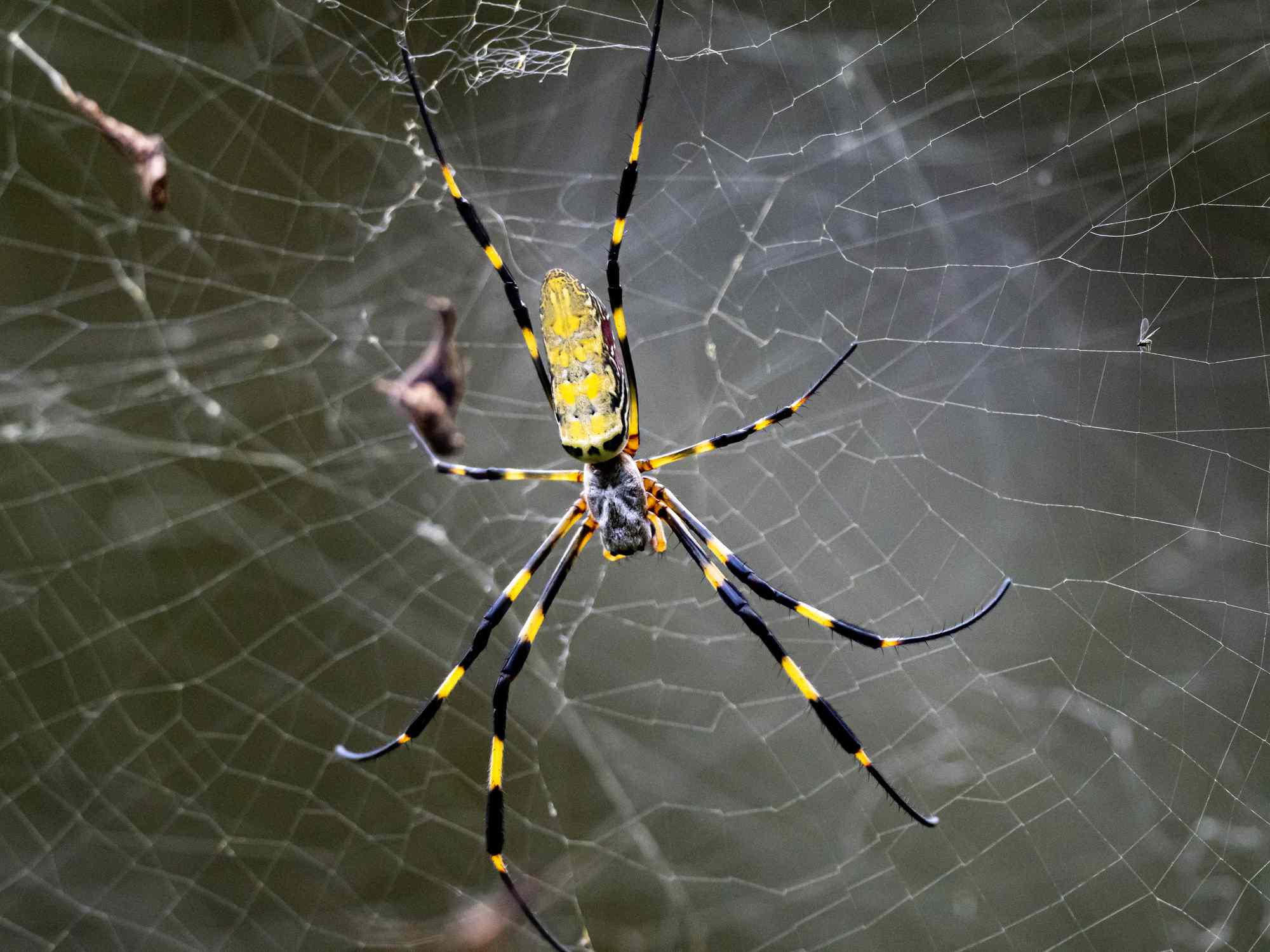 Joro Spiders Are Spreading—Here's What to Do If You Find One in Your Garden