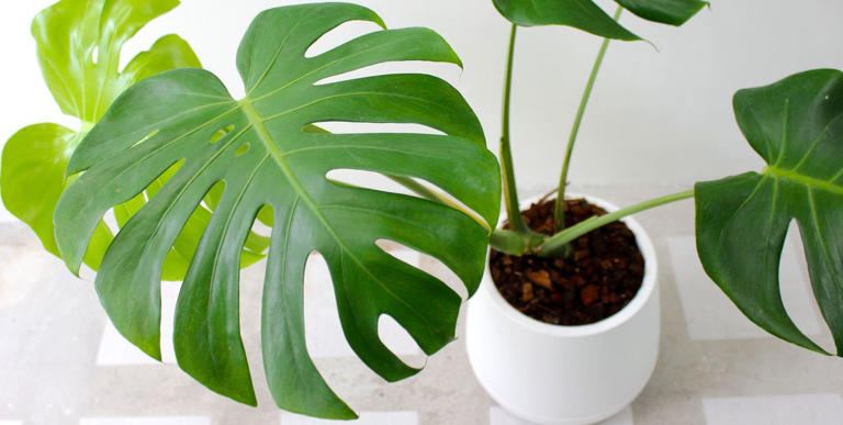 Everything You Need to Know to Keep Your Swiss Cheese Plant Alive Forever