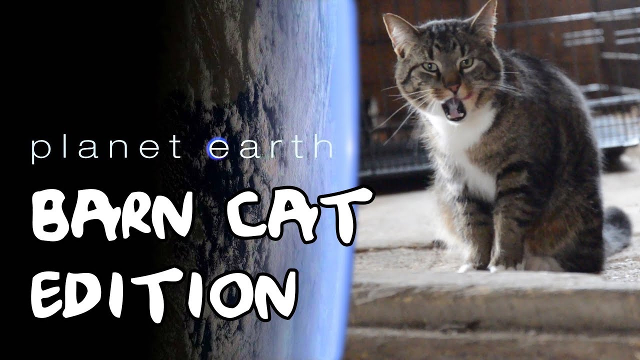 Planet Earth: Barn Cat
