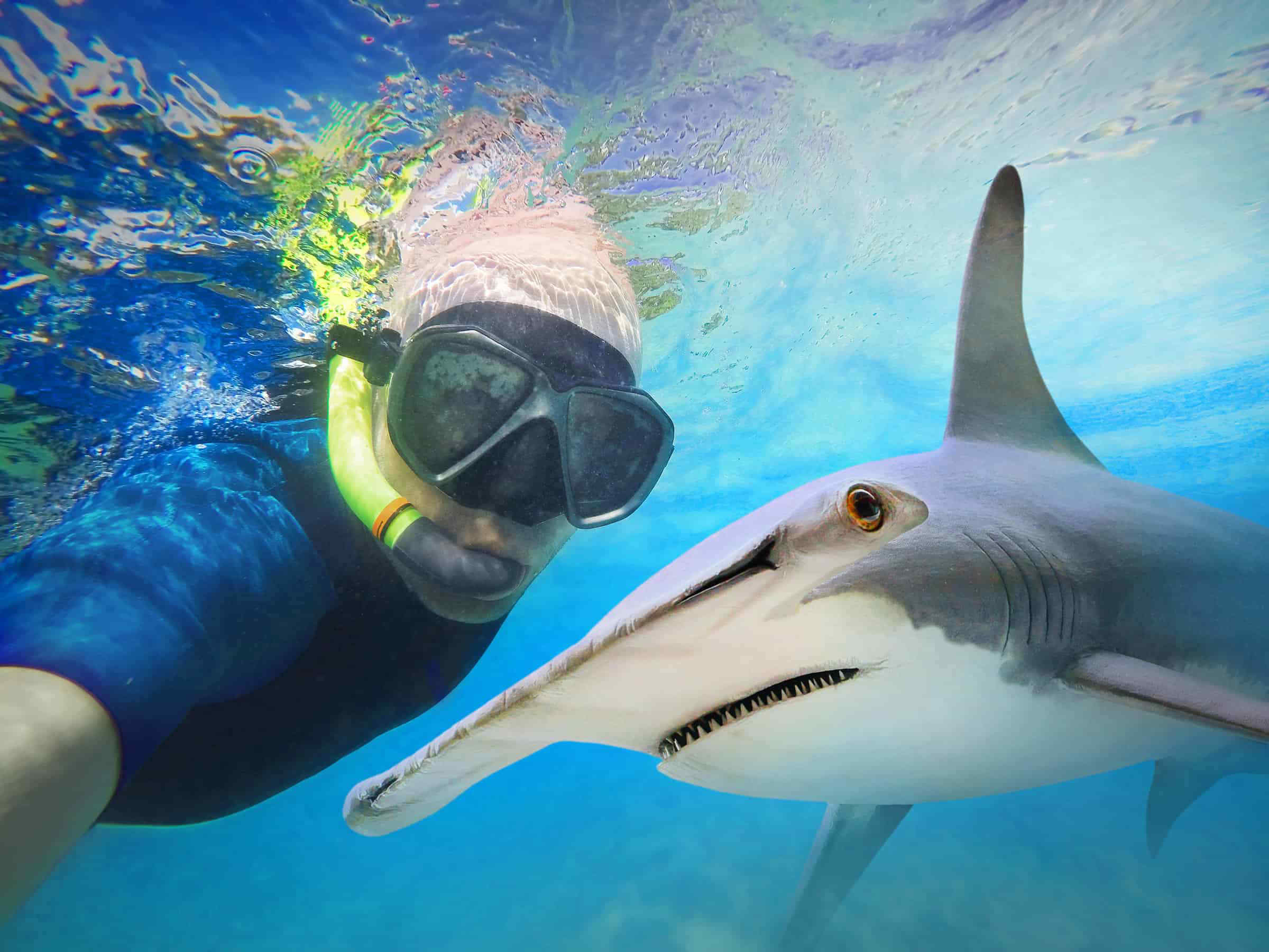 The Real Reason Why Hammerhead Sharks Have Never Killed a Human The Real Reason Why Hammerhead Sharks Have Never Killed a Human