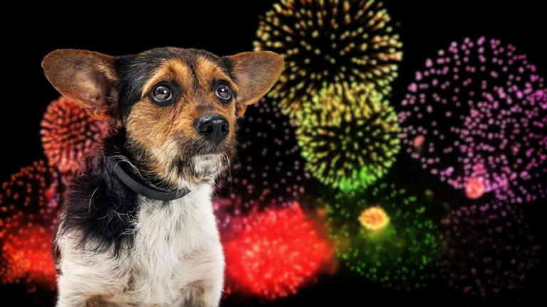 Tips to keep your pets safe around fireworks