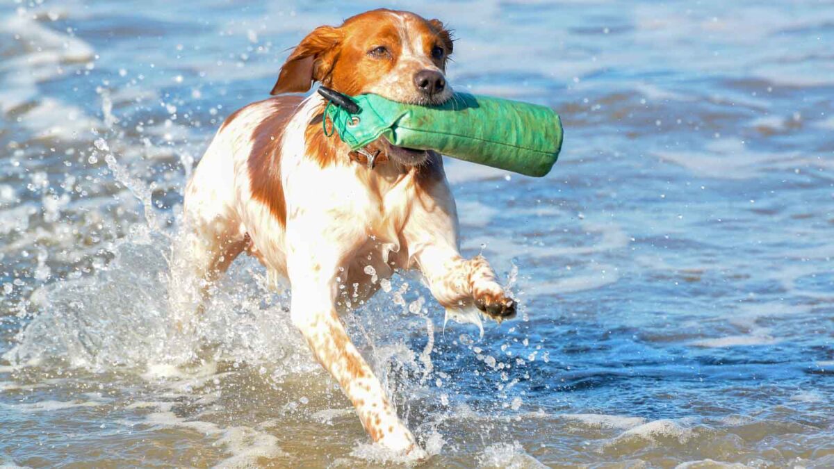 12 Lesser-Known Dog Breeds That Make Amazing Family Pets