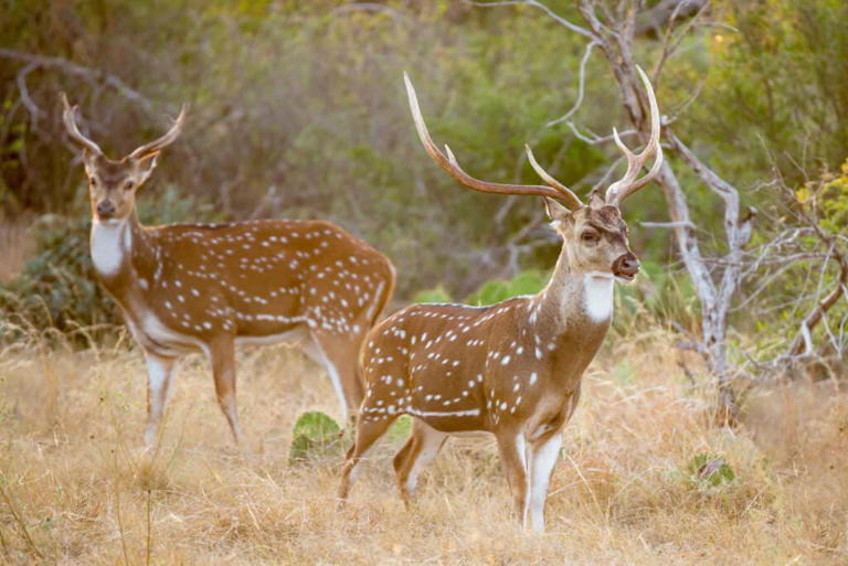 Meet the Axis Deer – The Invasive Species Now Roaming the U.S.