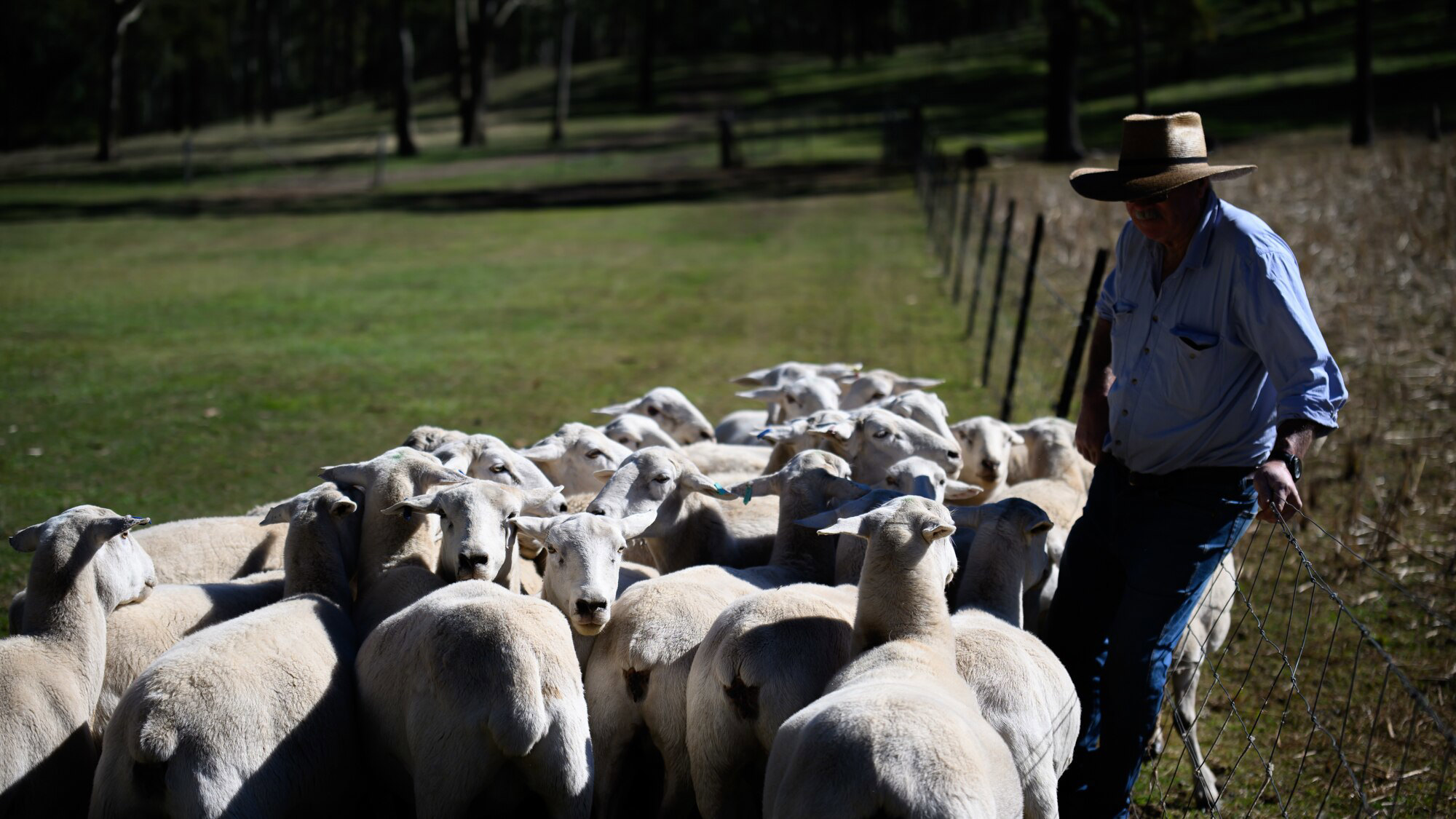 More relief for those hit by live sheep export ban not ruled out by ... More relief for those hit by live sheep export ban not ruled out by ...