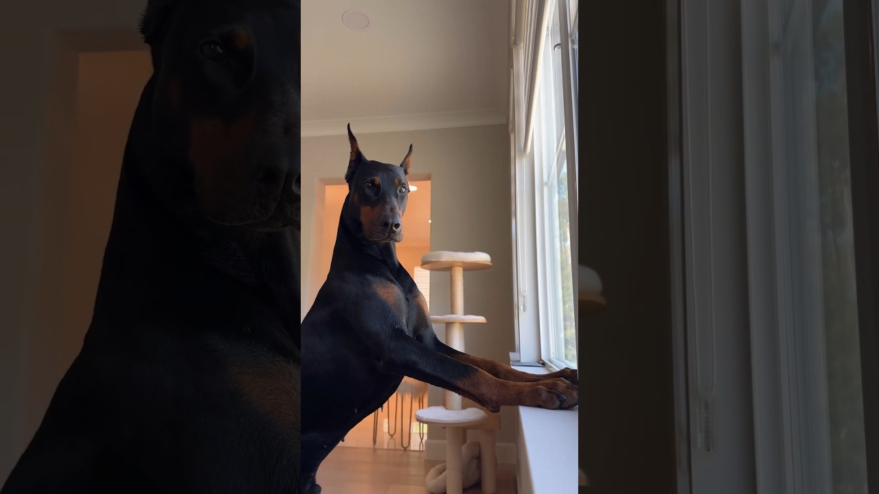 "This Doberman Knows He’s Handsome, and He’s Not Wrong"