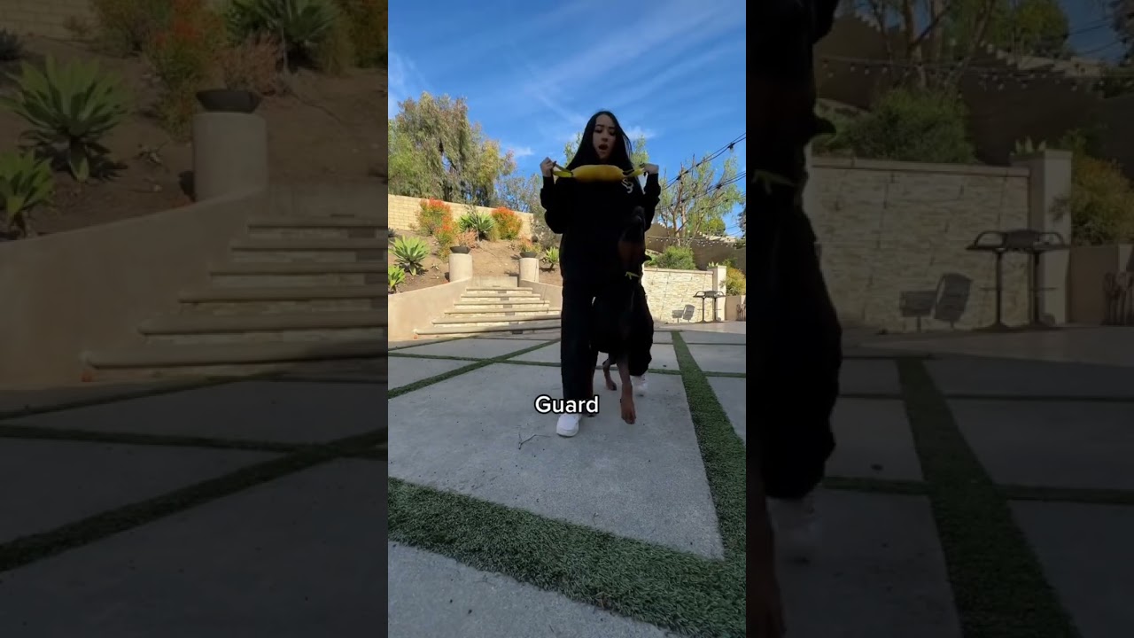 Training session with my Doberman: guard, with me, sit pretty