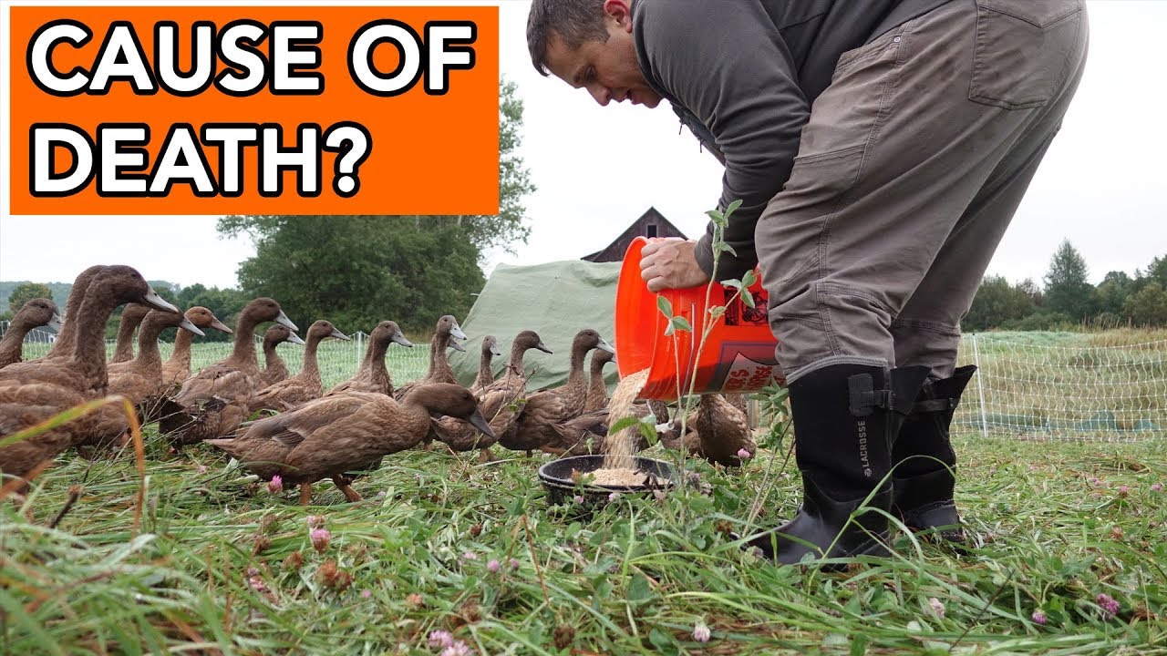 Why Did Our Ducks Die?