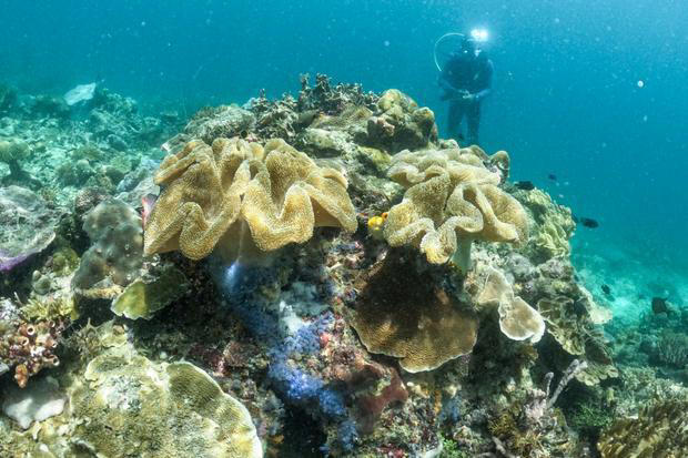 Cara Menuju Raja Ampat dari Jakarta Beserta Paduannya