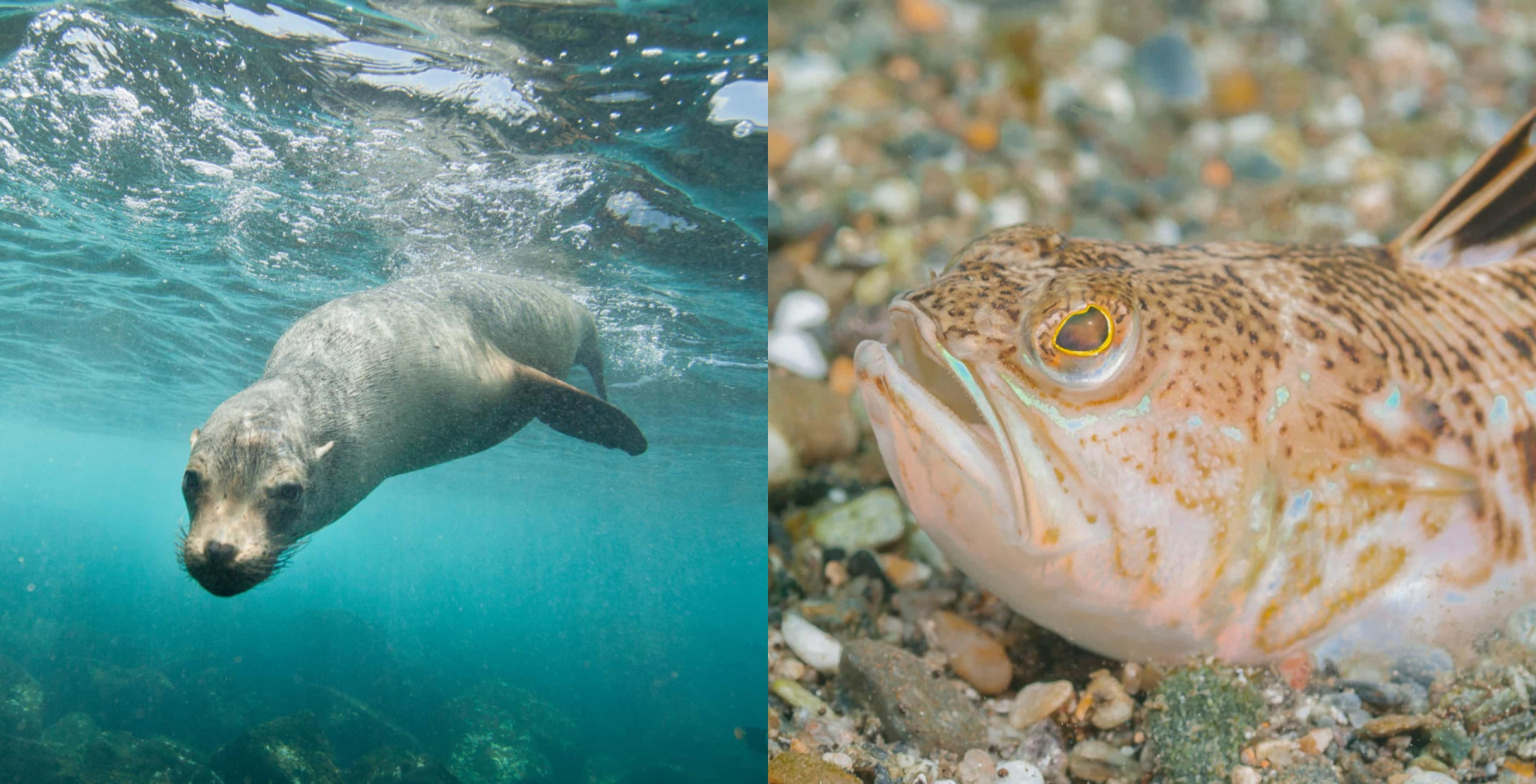 Découvrez les dangereuses créatures sous-marines qui vous guettent ...
