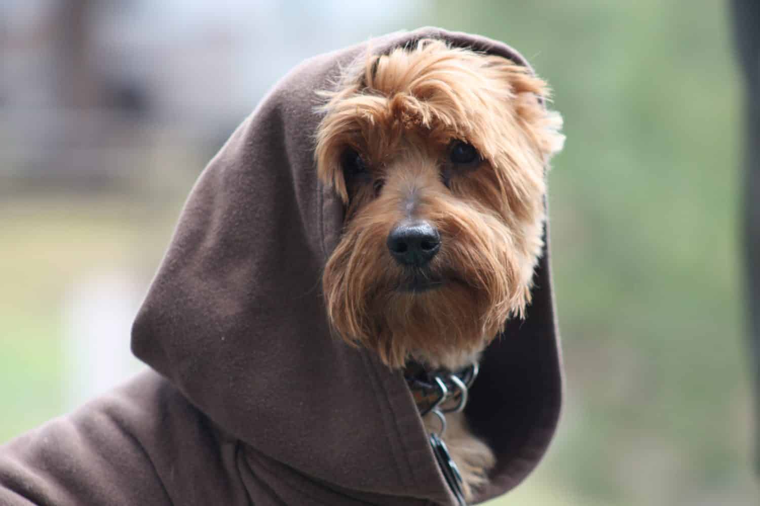 10 Star Wars Species That Were Inspired By Real Animals