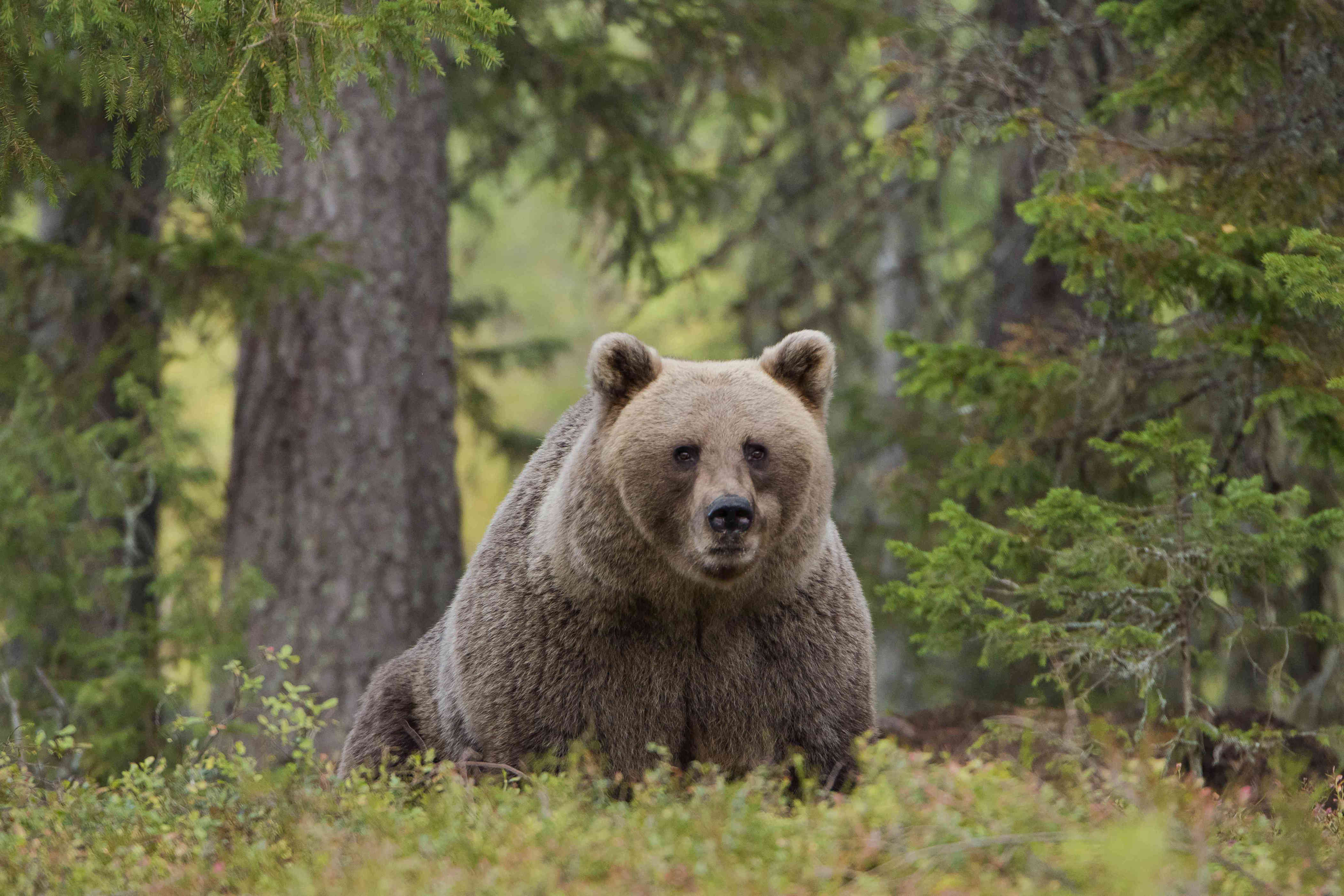What To Do If You Encounter A Bear, According To An Expert