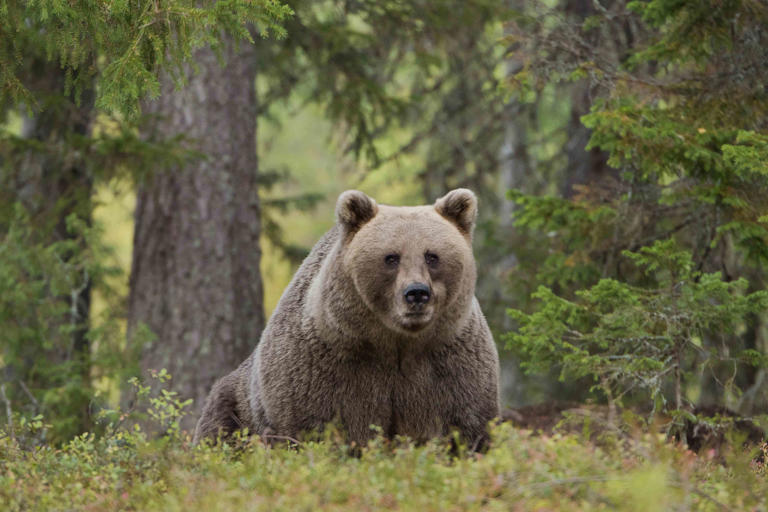 What to do if you encounter a bear (and what not to do)