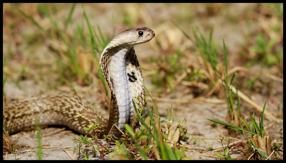 Snake Bites Man, Man Bites Snake... Twice Snake Bites Man, Man Bites Snake... Twice