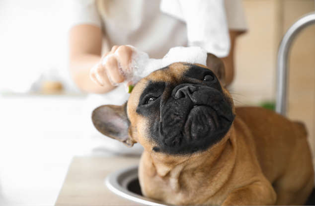 Common misconceptions about dogs, debunked Common misconceptions about dogs, debunked