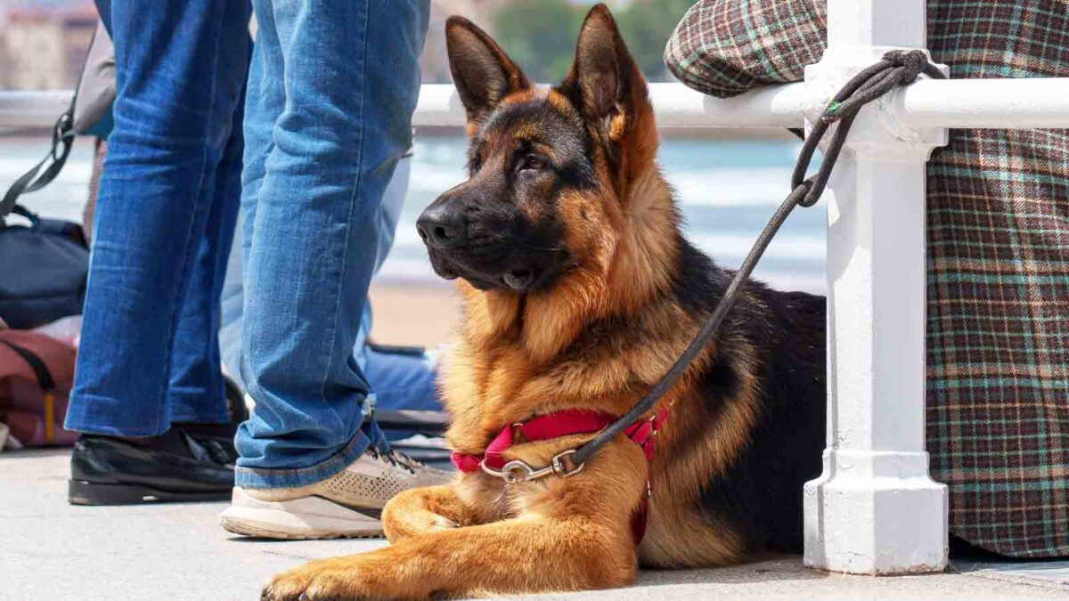 12 Ways Dogs Show Loyalty That Most Owners Miss