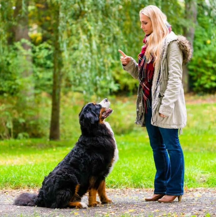 Dog training: Use your most important tool — your voice