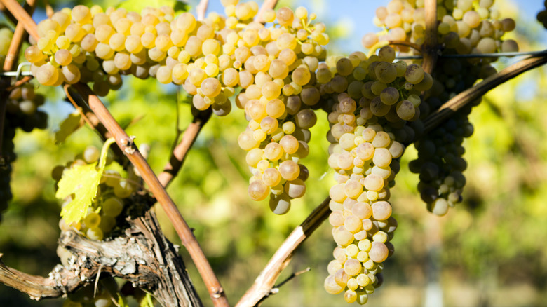 12 Grape Varieties That Were Almost Extinct