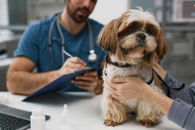 Common misconceptions about dogs, debunked Common misconceptions about dogs, debunked