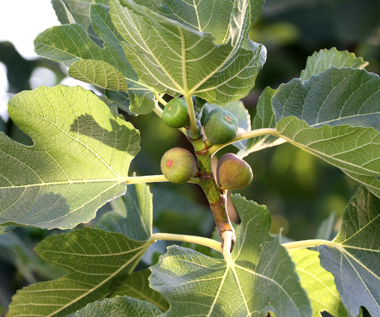 The secret to a fruit-laden fig tree lies in 3 simple tasks – for an ...