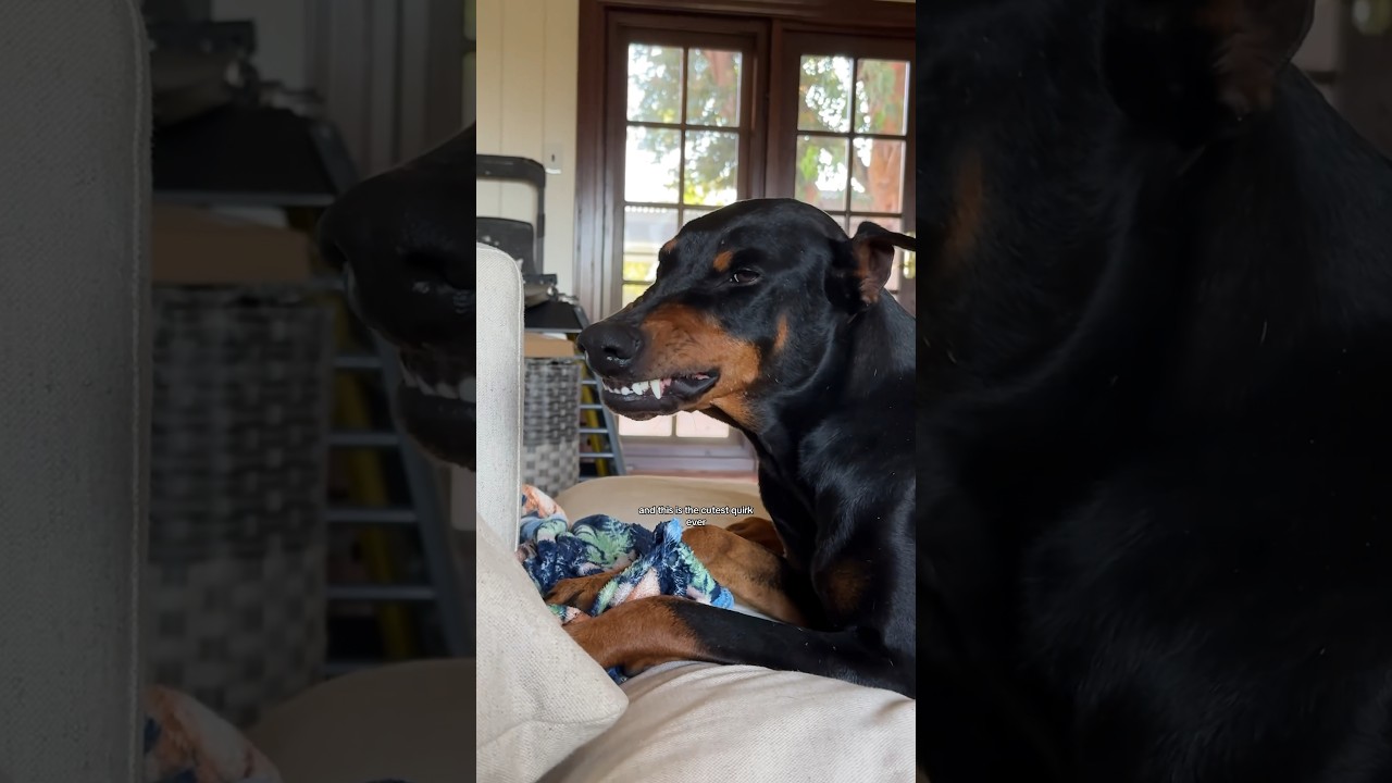 Foster Dog Update Brings Sweet Smiles All Around