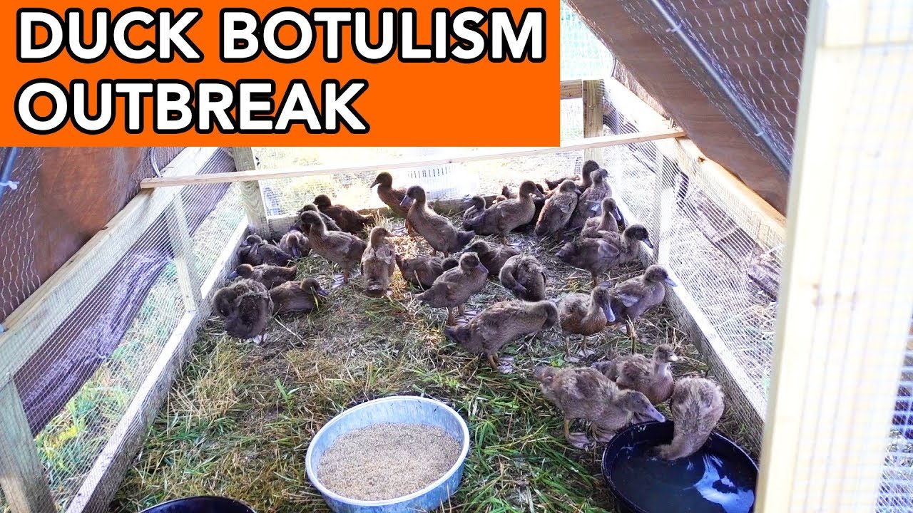 Duck epidemic: Identifying and preventing botulism outbreaks