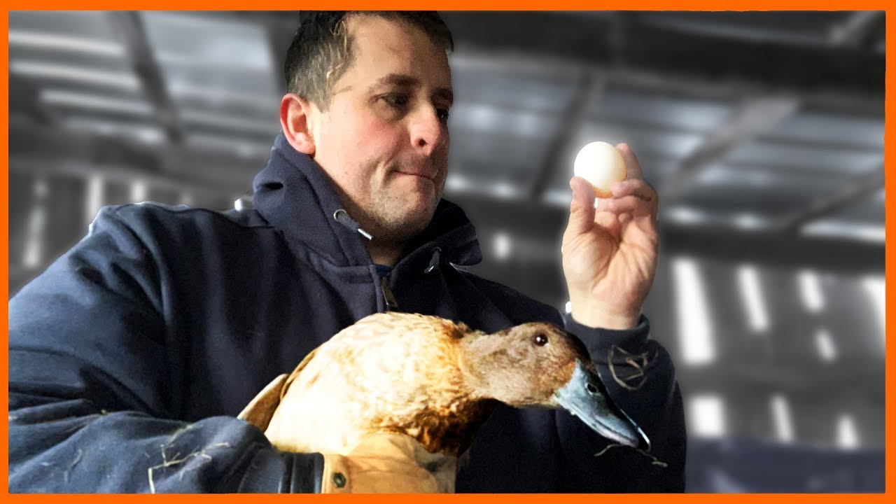 Duck farmer struggles with allergy to duck eggs