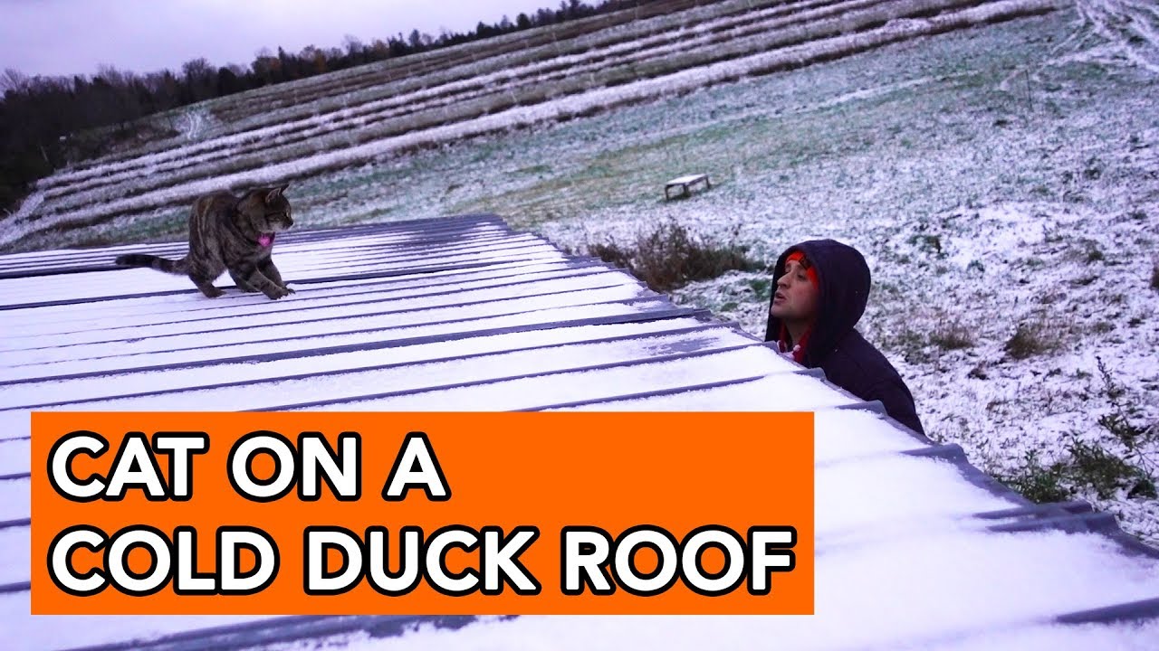 Cats in snow and ducks in snow: Winter life