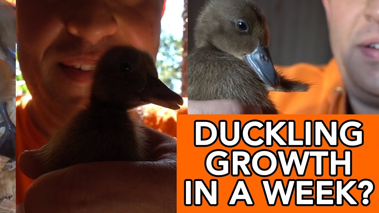 One Week Watching Ducklings Grow Up on the Farm