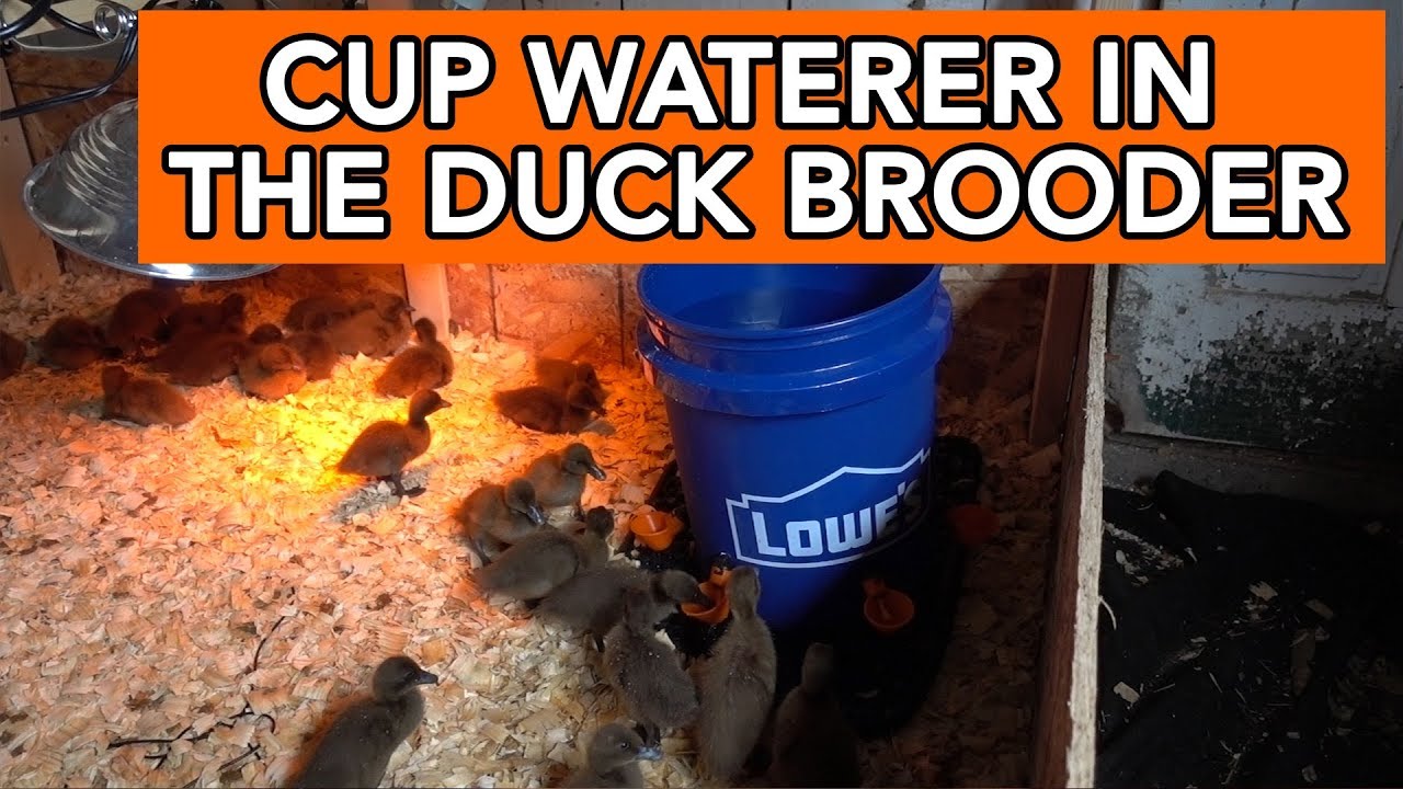 Building a Cup Waterer for Ducks