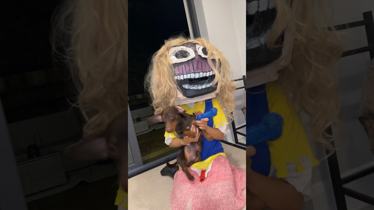 Miss Delight takes my dog in terrifying moment