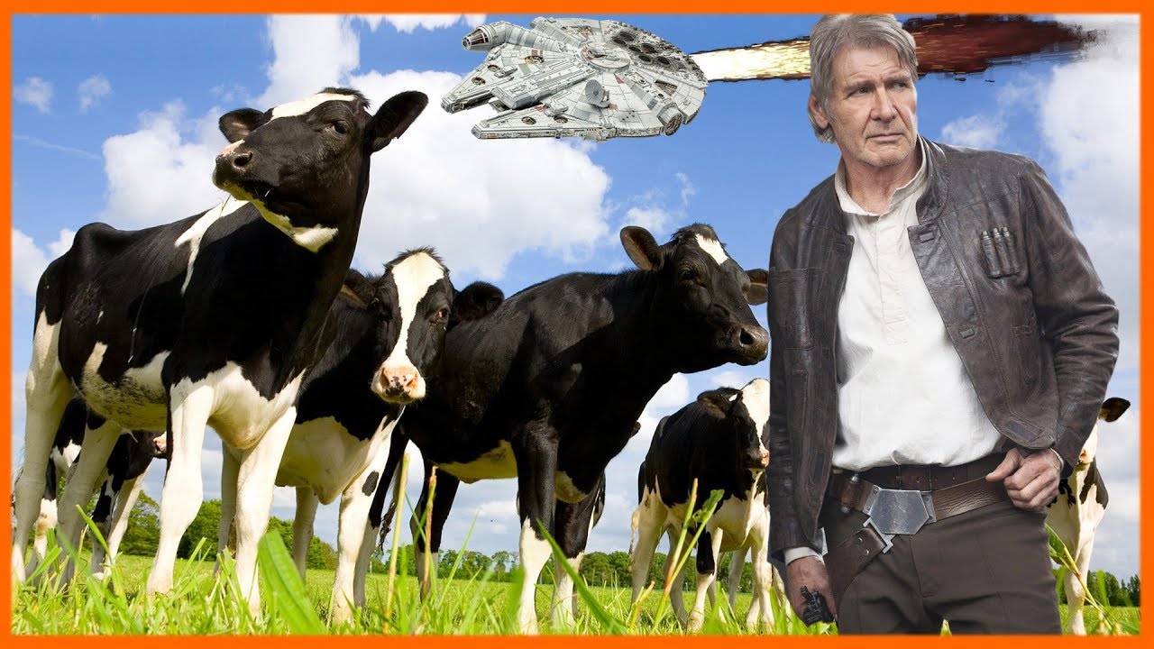 The Han Solo of dairy farmers in action