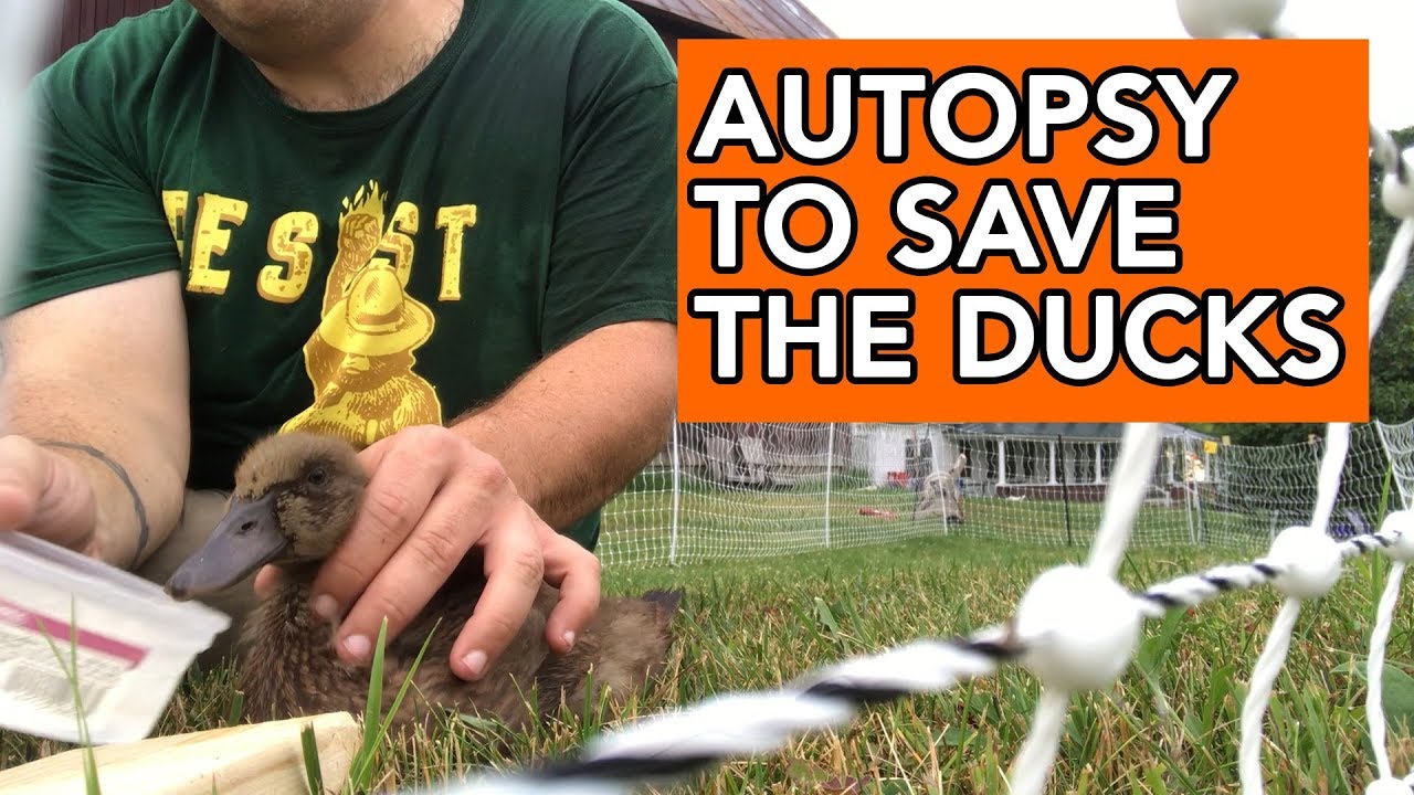 Duck Autopsy & More Sick Ducks