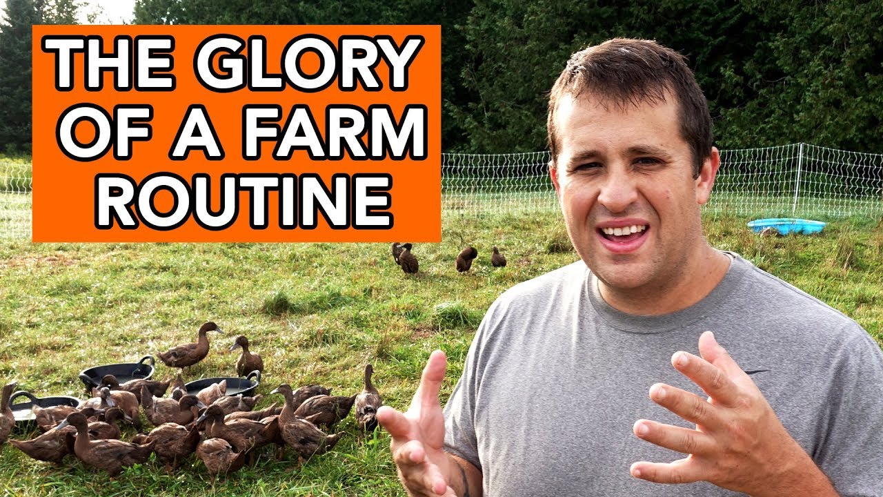 A routine morning on a busy duck farm